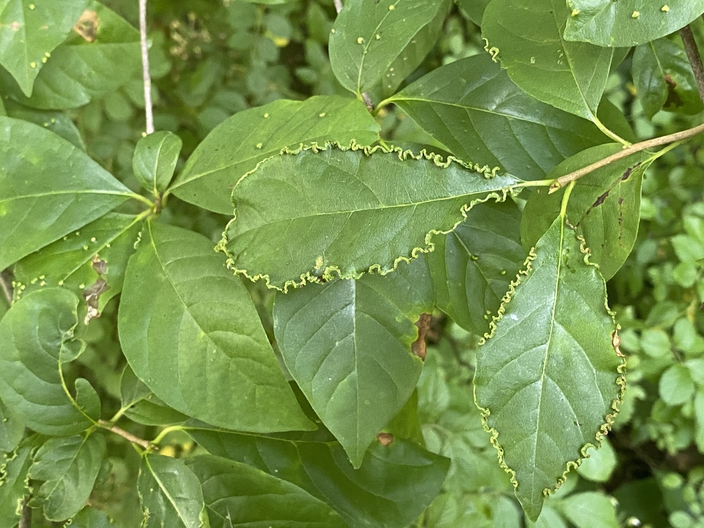 Tupelo leaf edge gall mite from Gambrill Park Rd, Frederick, MD, US on ...