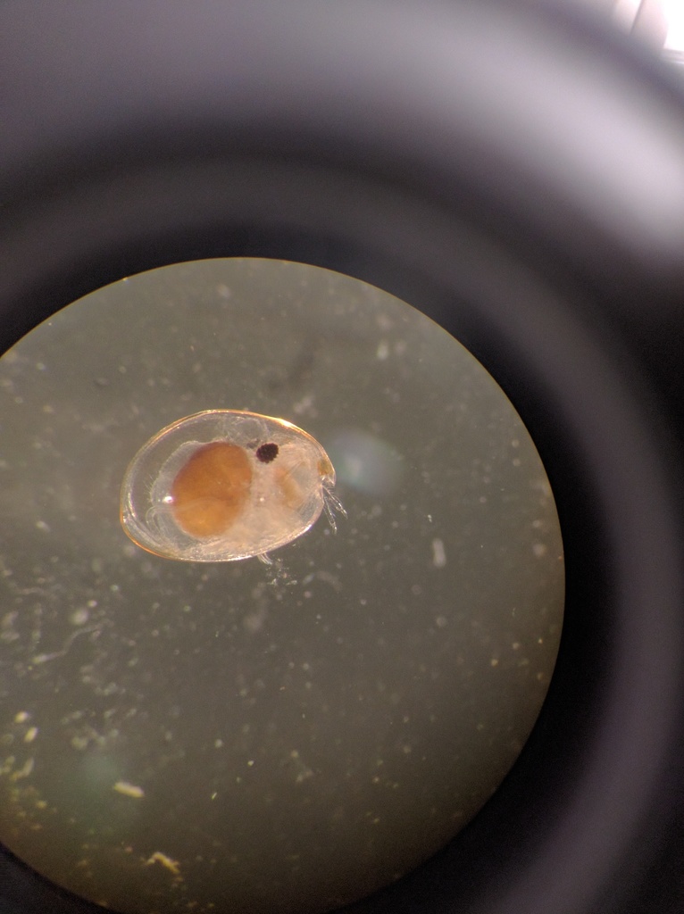 Ostracods from Antarctica on July 10, 2016 at 03:02 PM by Jackson W.F ...