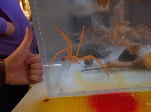 Colossendeis megalonyx · iNaturalist United Kingdom