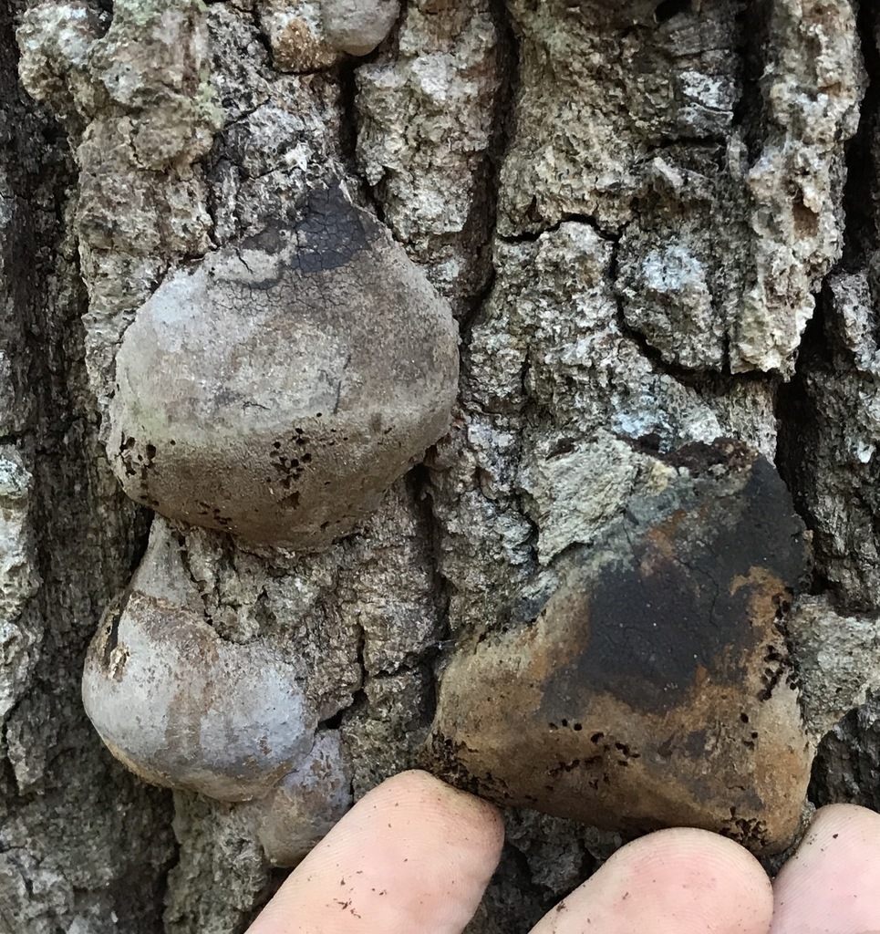 Fomitiporia dryophila from Everglades National Park, Florida, USA on ...