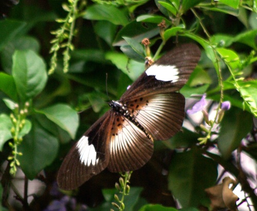 Alcinoe Wanderer (Acraea alcinoe) · iNaturalist