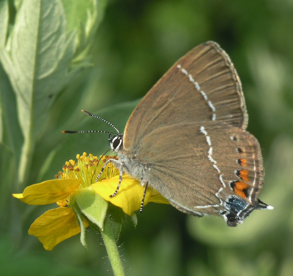 Satyrium latior from Russia, Primorskiy Kray, Khanka District, an open ...