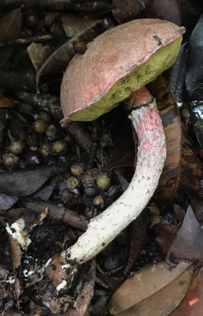 Boletellus cubensis from Everglades National Park, Florida, USA on ...