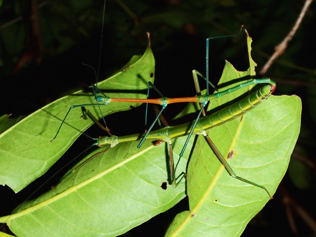 Periphetes quezonicus from Real, Quezon, Philippines on July 5, 2017 at ...