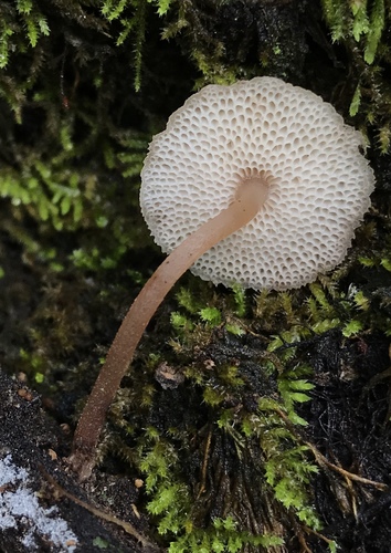Mycena manipularis · iNaturalist