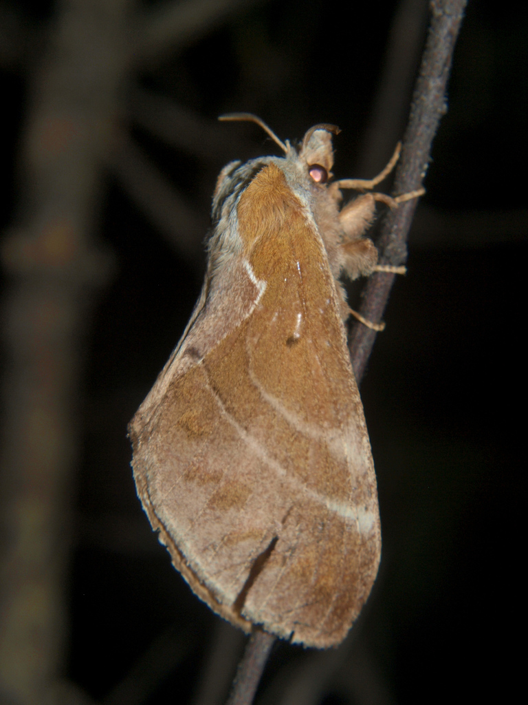 Lappet Moths from Mpika, Zambia on November 8, 2019 at 08:32 PM by ...