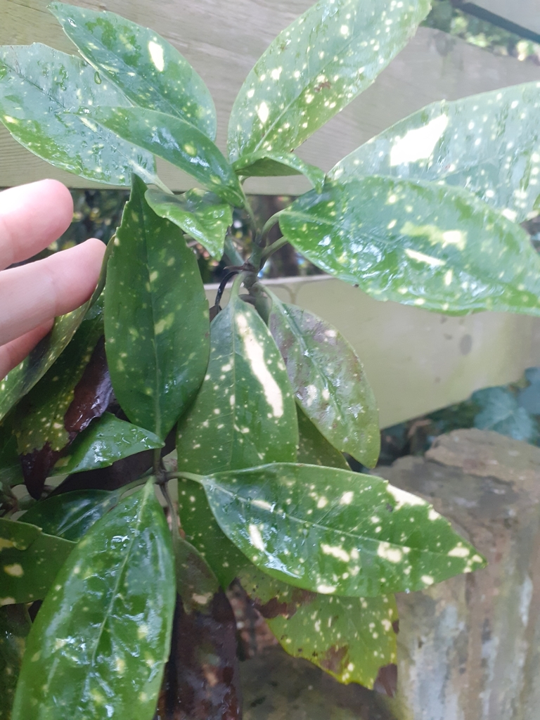 Aucuba ringspot virus from Park Hill Bickley, Bromley BR1 2EN, UK on ...
