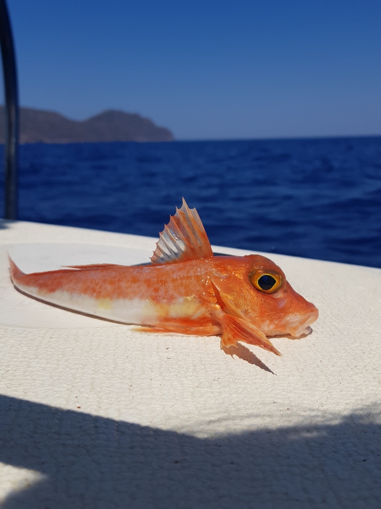 Red Gurnard (Chelidonichthys cuculus) - Marine Life Identification