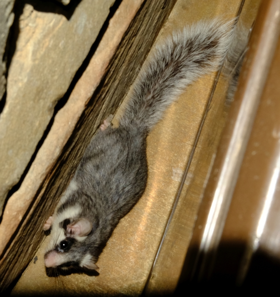 Spectacled Dormouse (Graphiurus ocularis) - Know Your Mammals