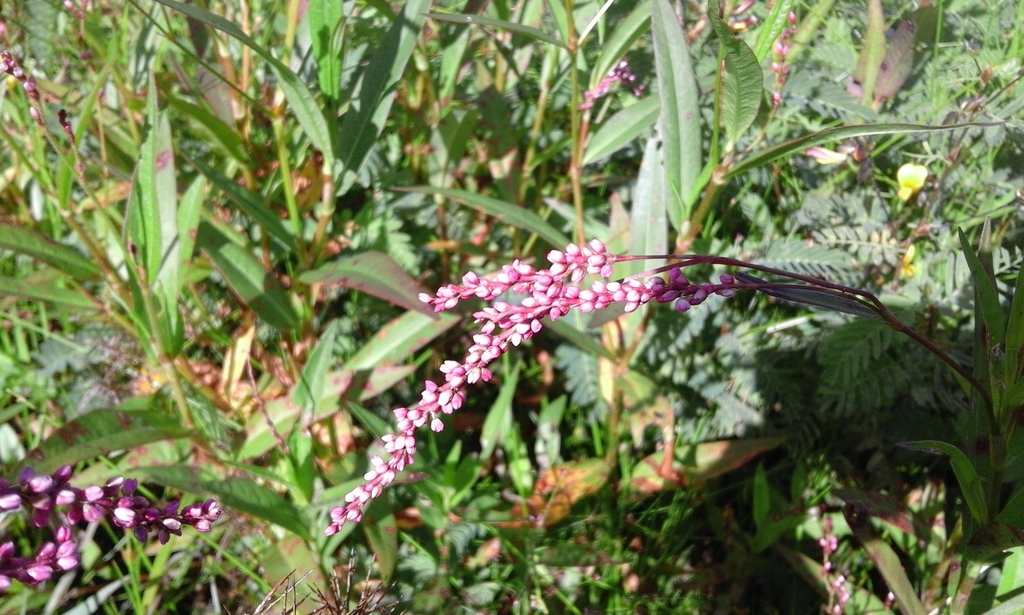 slender knotweed from Ehlanzeni, South Africa on February 10, 2018 at ...