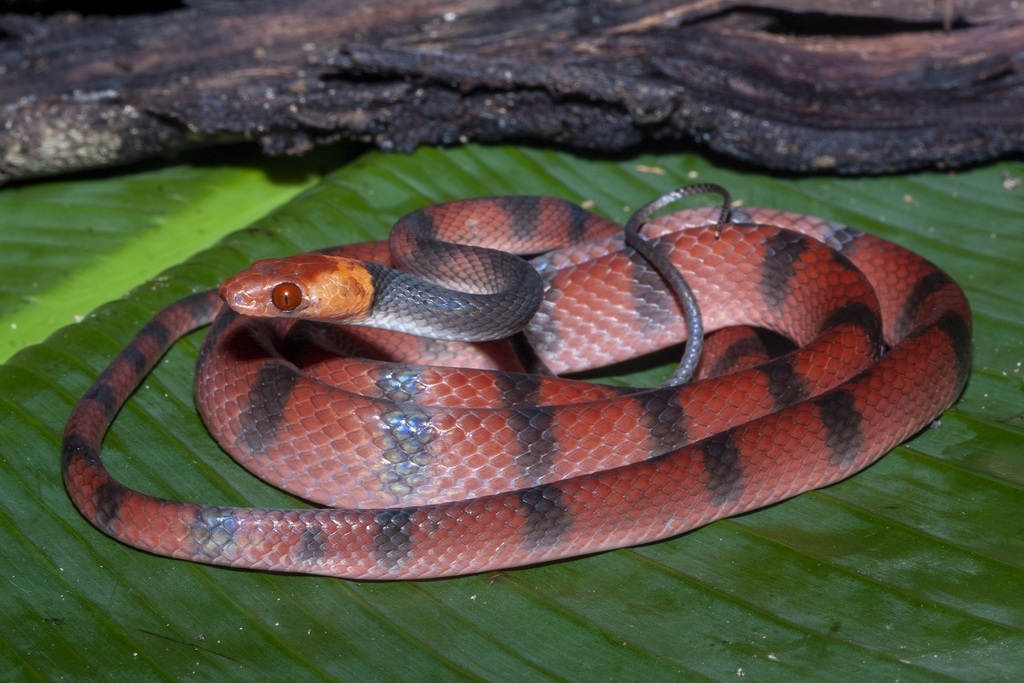 Siphlophis compressus (Anfíbios e répteis do Parque Nacional da Tijuca ...