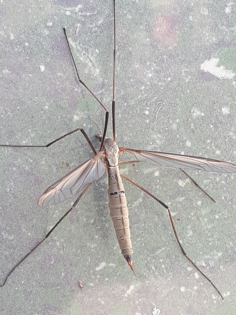 Marsh Crane Fly from Респ. Татарстан, Россия, 423060 on October 1, 2020 ...