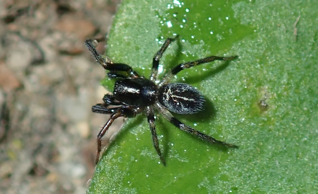Intertidal Spiders from Sydney NSW, Australia on October 01, 2020 at 02 ...