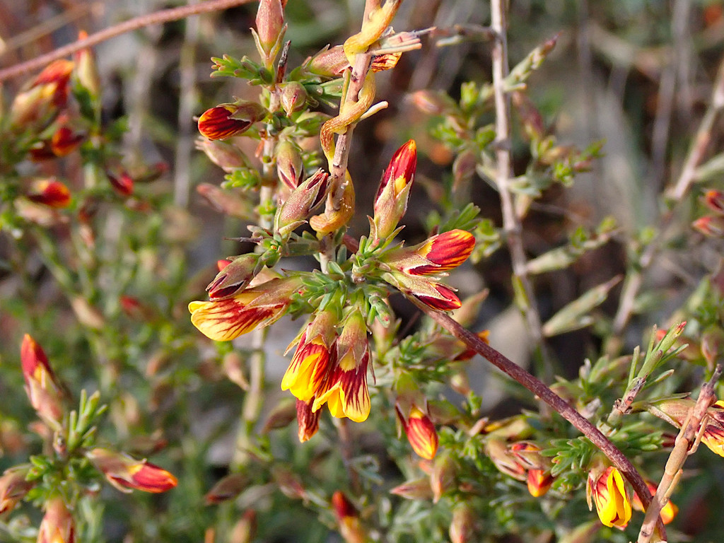 common eutaxia from Hardys Scrub, Onkaparinga River National Park, SA ...