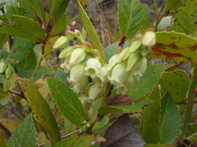 African Blueberry from Ehlanzeni, South Africa on October 7, 2015 at 01 ...