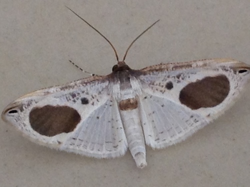 Calindoea sapa · iNaturalist