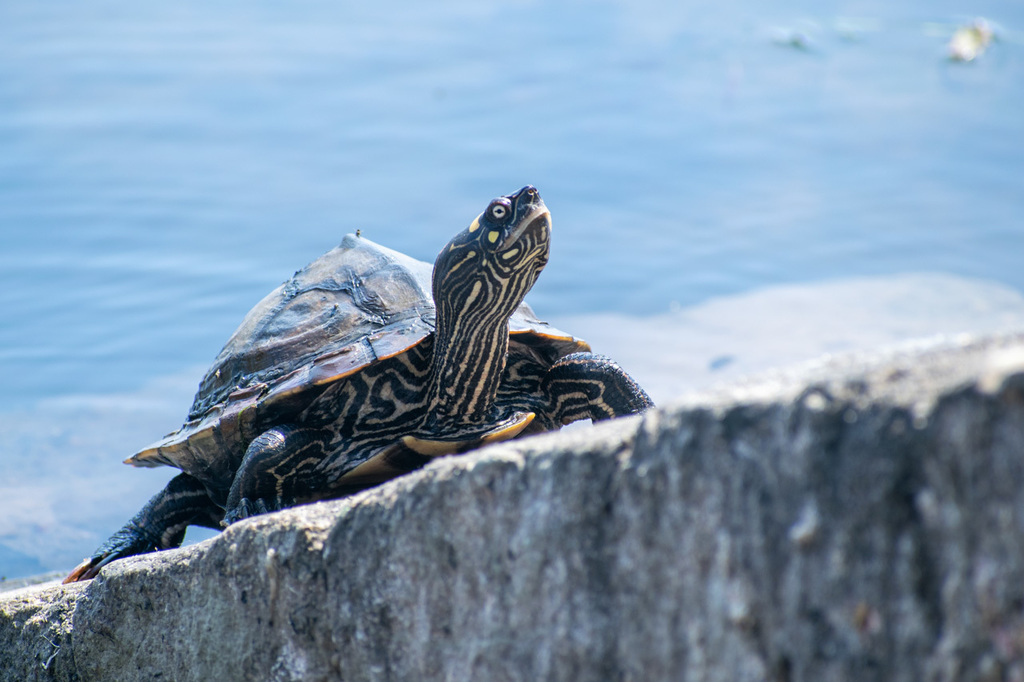 Ouachita Map Turtle (Reptiles of Appalachia) · iNaturalist