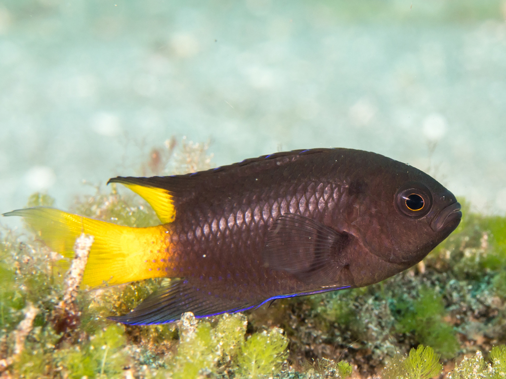 (Neopomacentrus) - Marine Life Identification