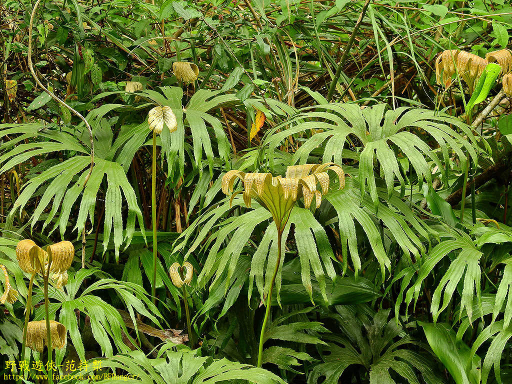 Broad-leaf Fern from 台灣台北 on March 30, 2020 at 11:04 AM by Kinmatsu Lin ...