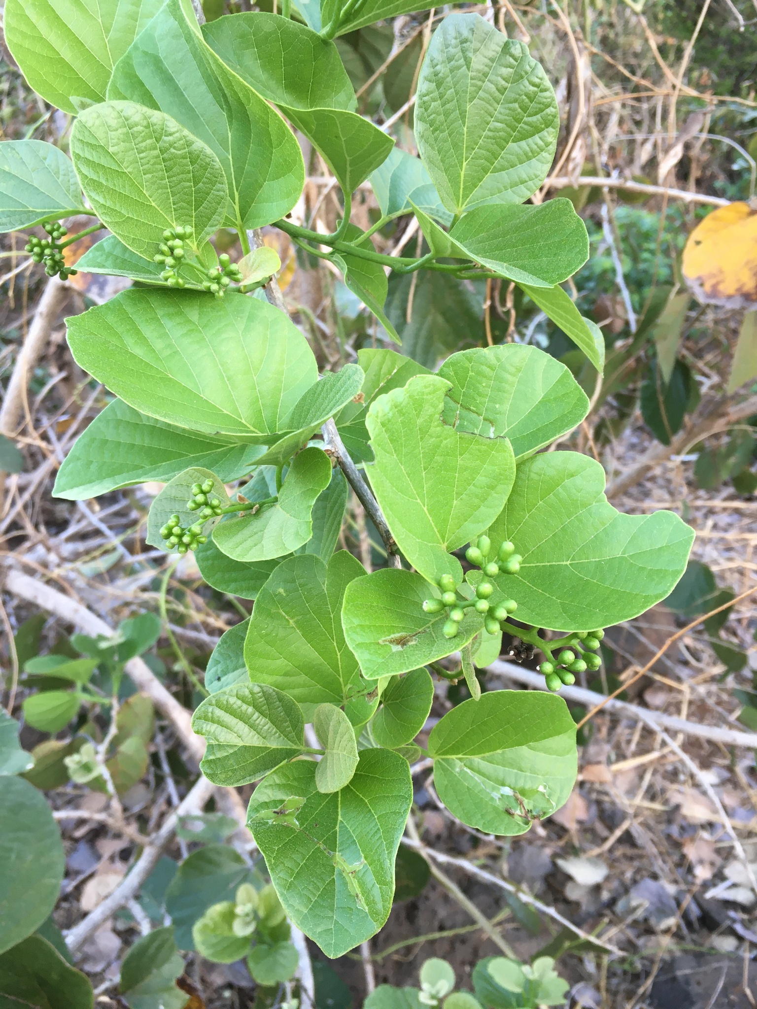 Cordia myxa L.