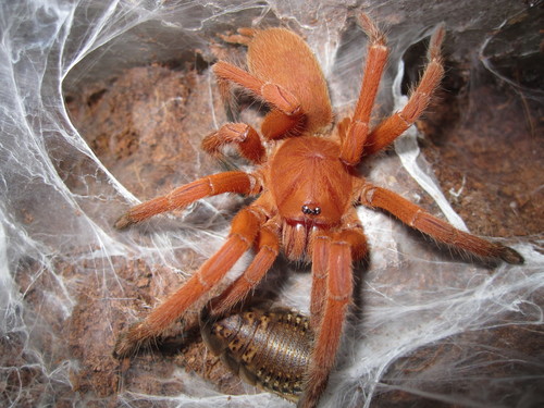 Philippine Tangerine Tarantula (Orphnaecus philippinus) · iNaturalist ...