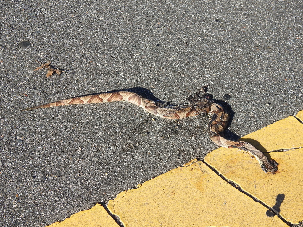 Eastern Copperhead from Northwest, Virginia Beach, VA, USA on October 1 ...