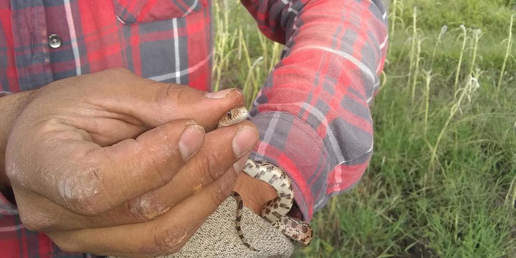 Pituophis deppei deppei from Celaya, Gto., México on September 12, 2020 ...