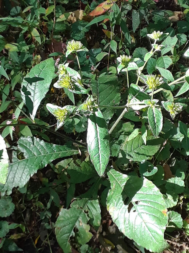 leafy elephant's-foot (Elephantopus carolinianus) - Botanical Realm