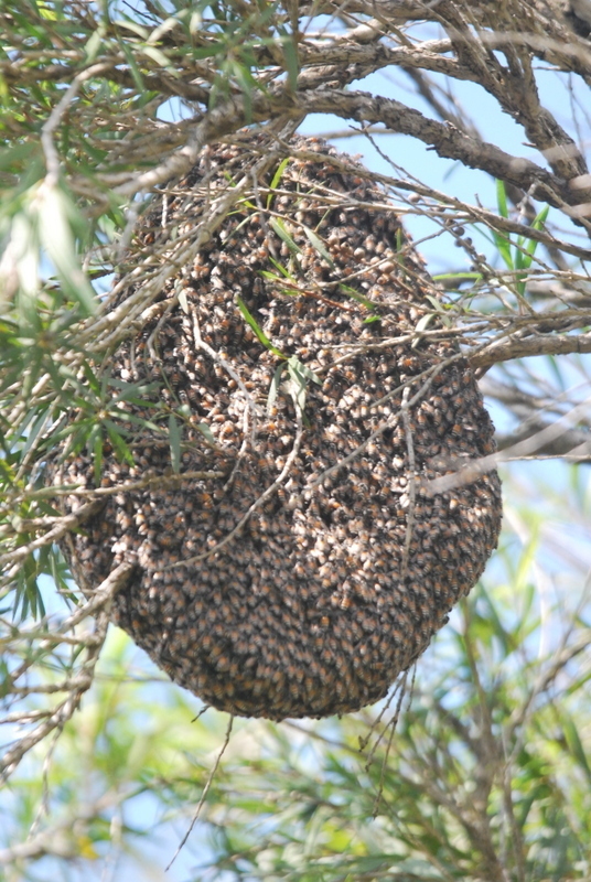 Red Dwarf Honey Bee from Seletar Club Rd, Singapore on September 12 ...