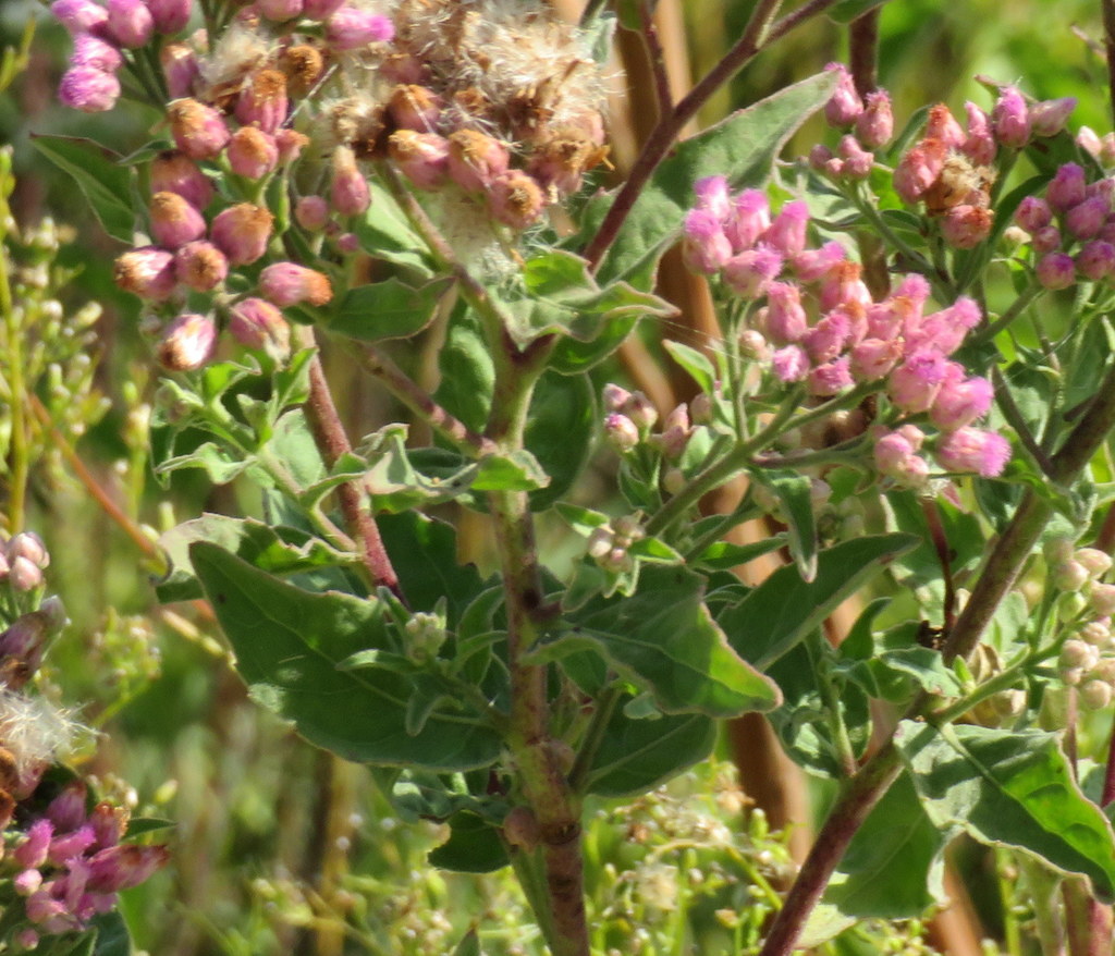 marsh fleabane from Georgetown, TX, USA on October 01, 2020 at 10:54 AM ...