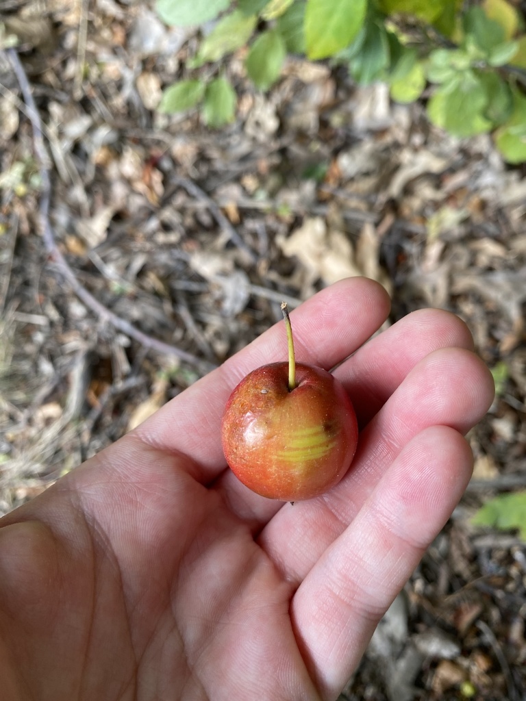 European Wild Apple from Chestnut Hill Driveway, Boston, MA, US on ...