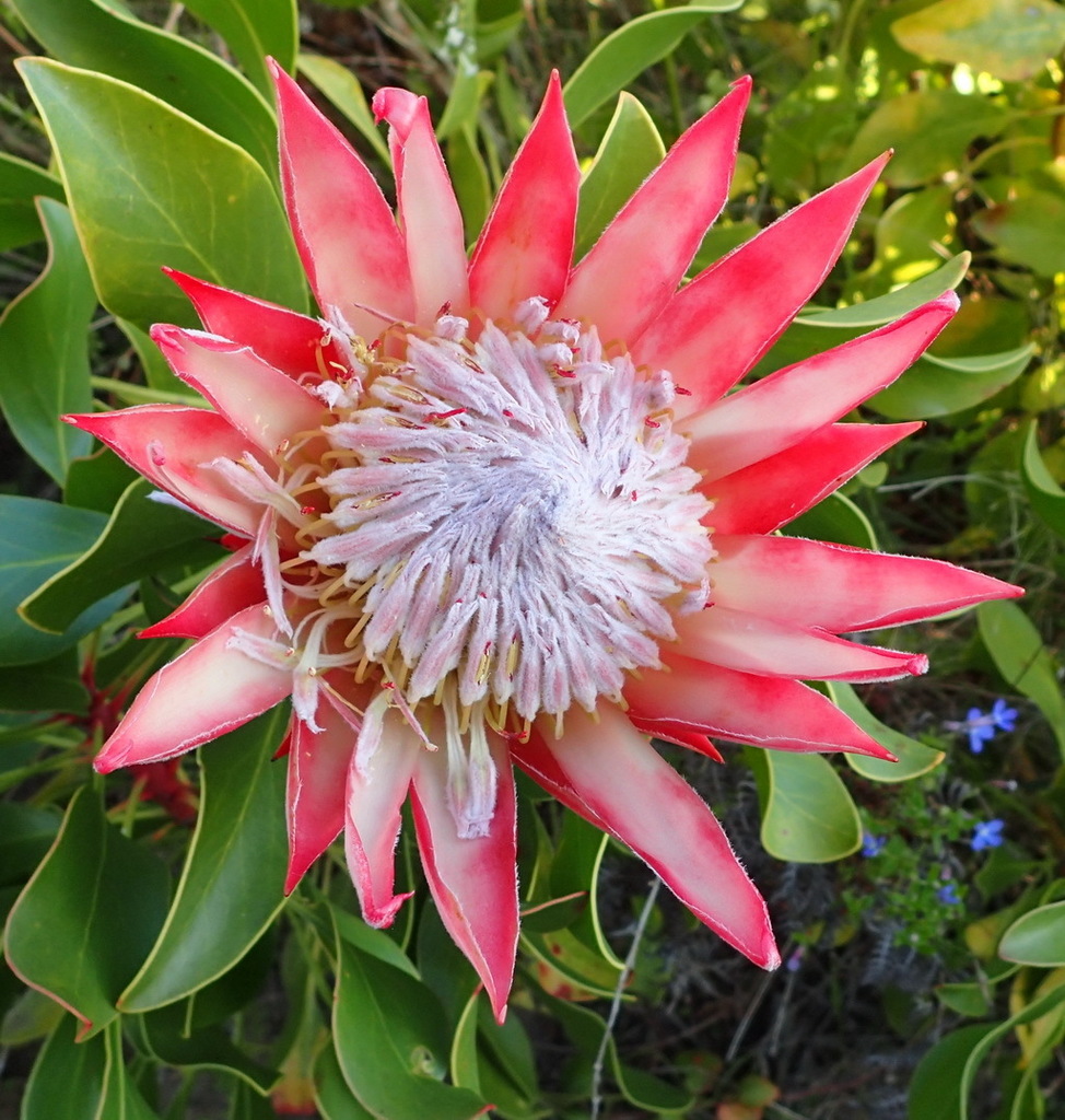 King Protea from Ocean View, Brenton-on-Sea, 6570, South Africa on ...