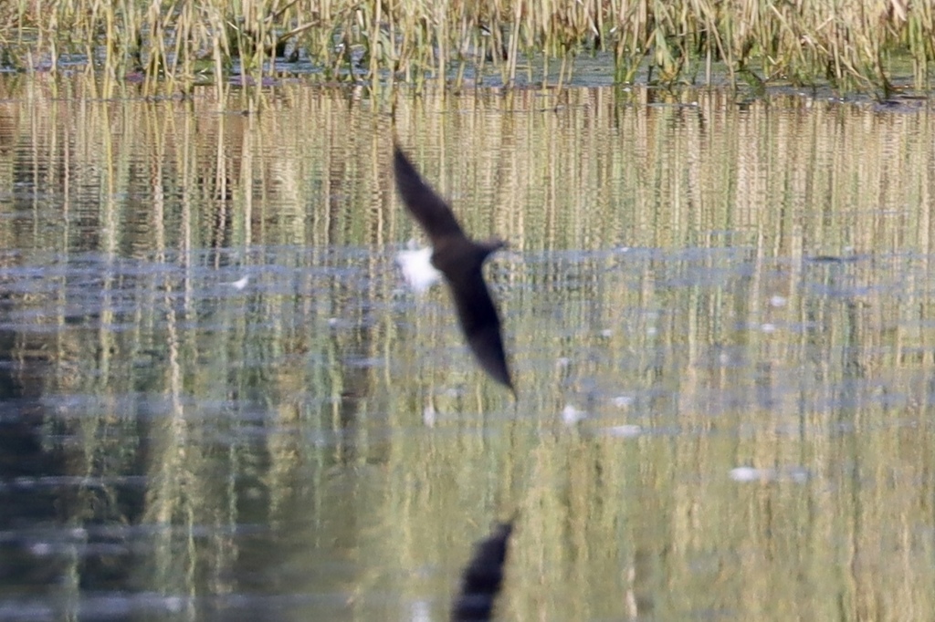 Green Sandpiper from Lunderskov on September 22, 2020 at 10:38 AM by ...