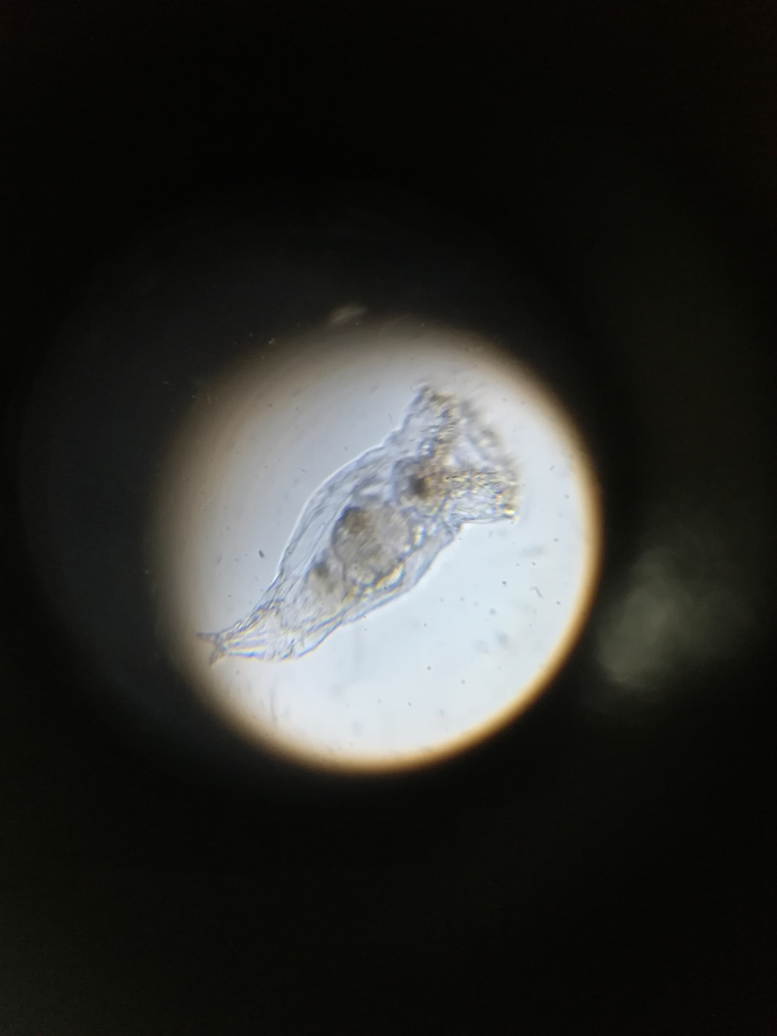 Epiphanes senta (Müller, 1773)