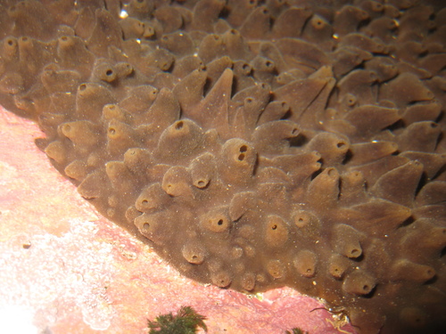 Polymastia fusca · iNaturalist Mexico