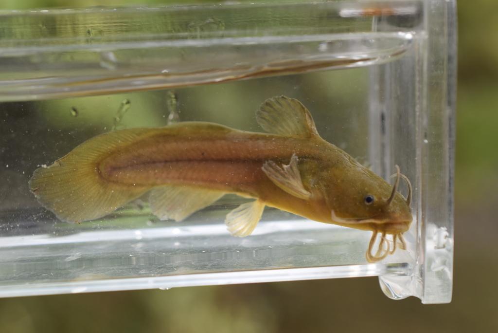 Tadpole Madtom from Findlay, OH 45840, USA on October 01, 2020 at 01:26 ...