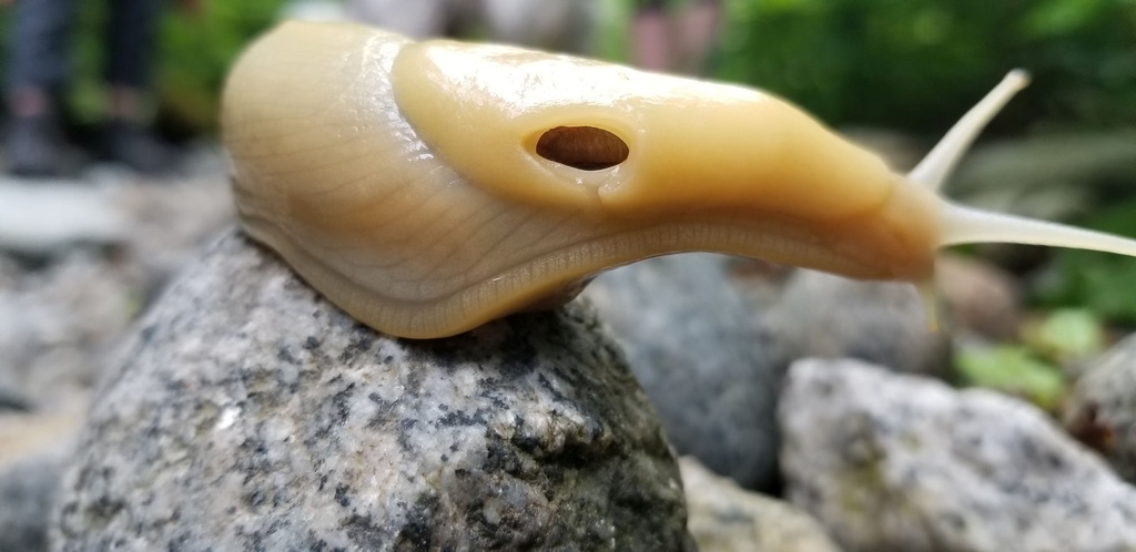 Pacific Banana Slug from Indian Arm Provincial Park, Anmore, BC, CA on ...
