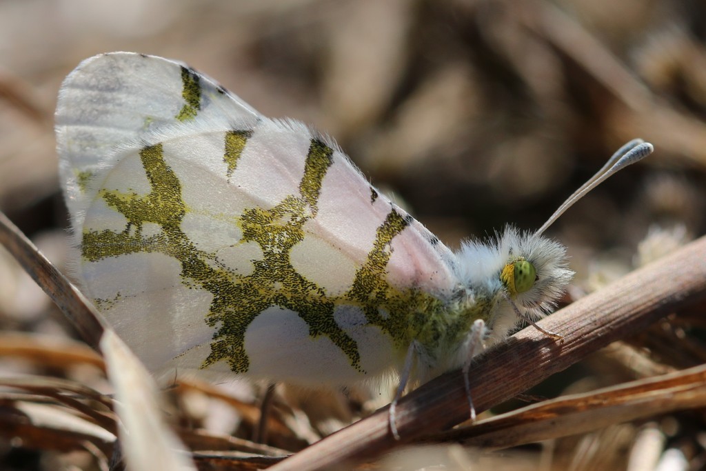 Olympia Marble (Southern Plains butterfly guide) · iNaturalist