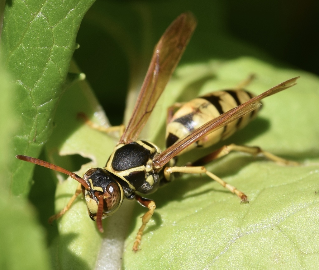 Golden Paper Wasp (Audubon Kern River Preserve) · iNaturalist