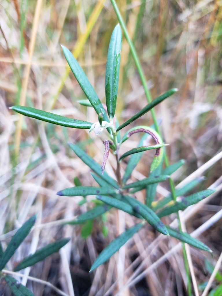 Wild Rosemary in October 2020 by Brian Popelier · iNaturalist