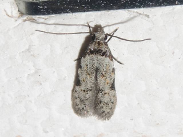 Triangle-marked Twirler Moth in September 2020 by privatenoaccess ...