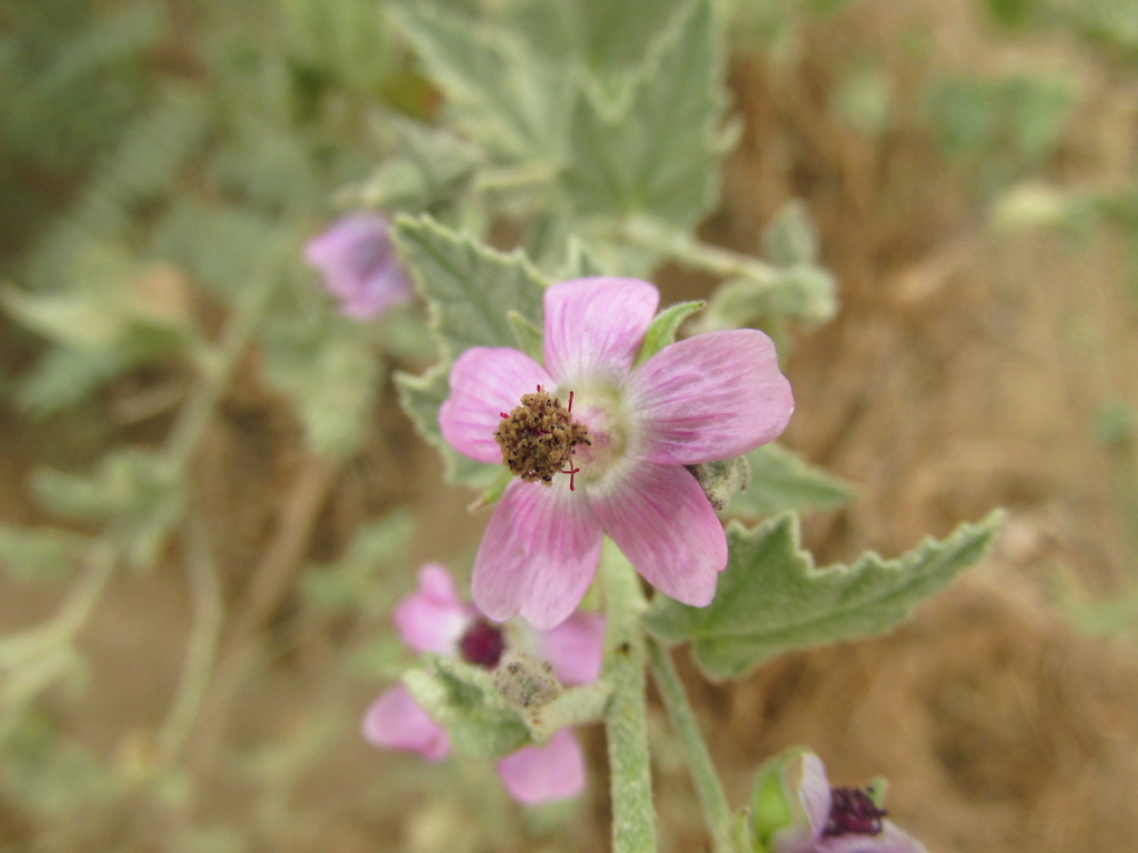 Tarasa operculata from Fundo Agrokasa, Ica, Perú on September 5, 2015 ...