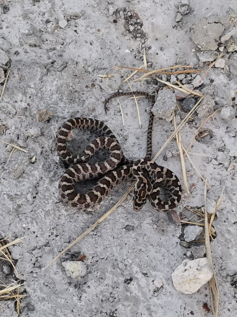 Green Rat Snake from Santiago de Querétaro, Qro., México on October 01 ...