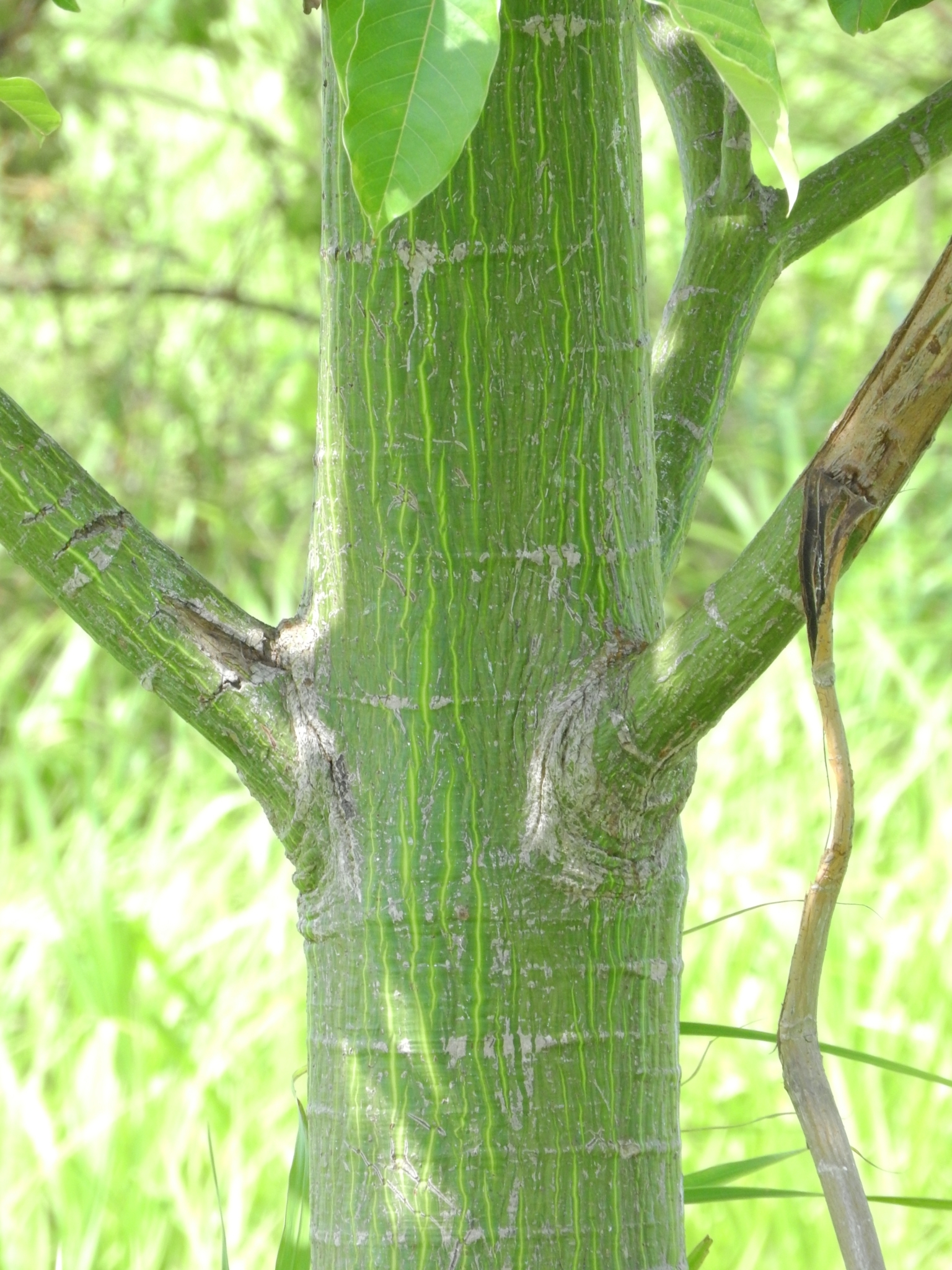 Pseudobombax munguba (Mart. & Zucc.) Dugand