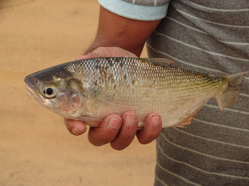Brycon amazonicus from Manaus - AM, Brasil on September 26, 2020 at 03:50 PM by Tomaz Nascimento ...