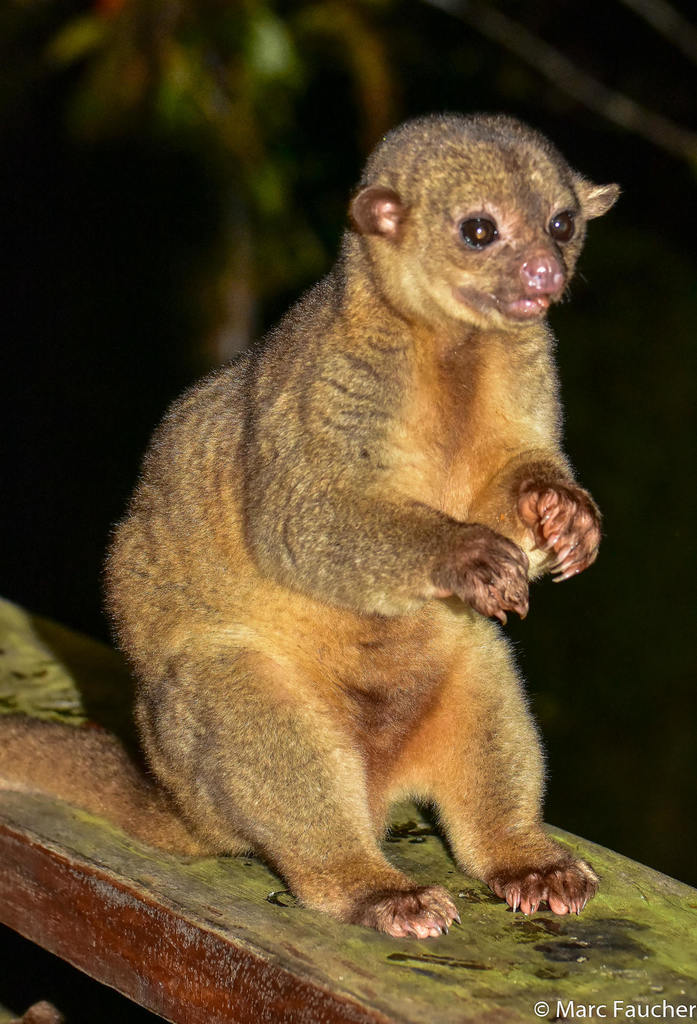 Kinkajou from Cerro Punta, Panama on February 8, 2017 at 10:37 PM by ...