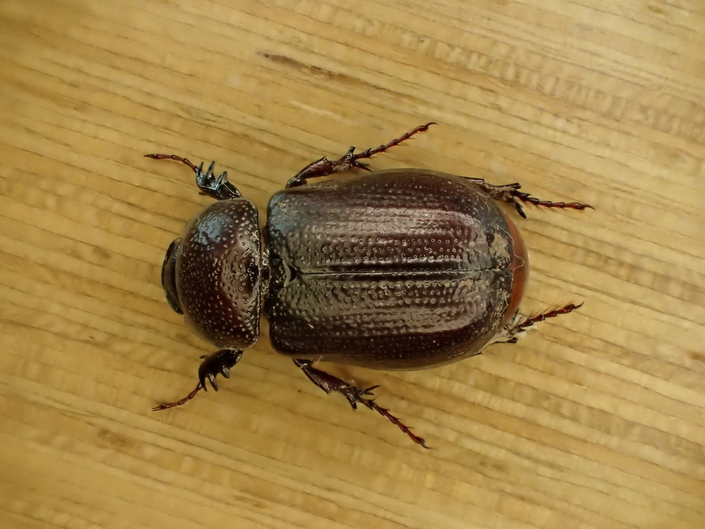 Cryptodus in September 2020 by Mark Hura · iNaturalist