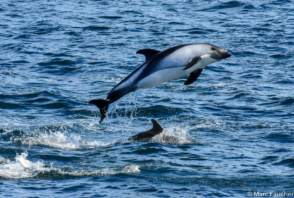 Peale's Dolphin (Sagmatias australis) - Marine Life Identification