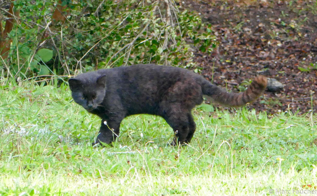 Guiña (Leopardus guigna) - Know Your Mammals