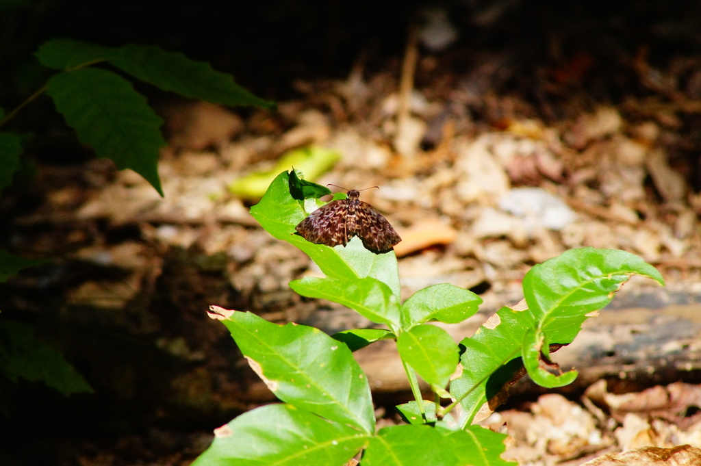 Cycloglypha thrasibulus thrasibulus from Santa María Huatulco, Oax ...